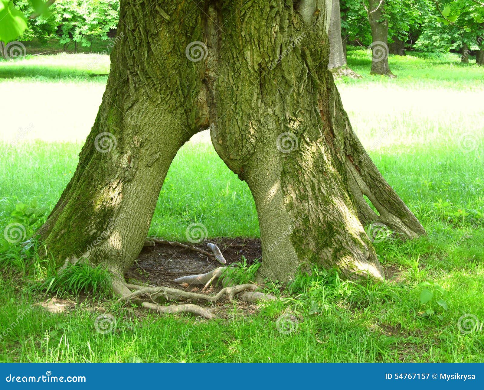 Tree gate stock image. Image of grow, nature, outdoor - 54767157