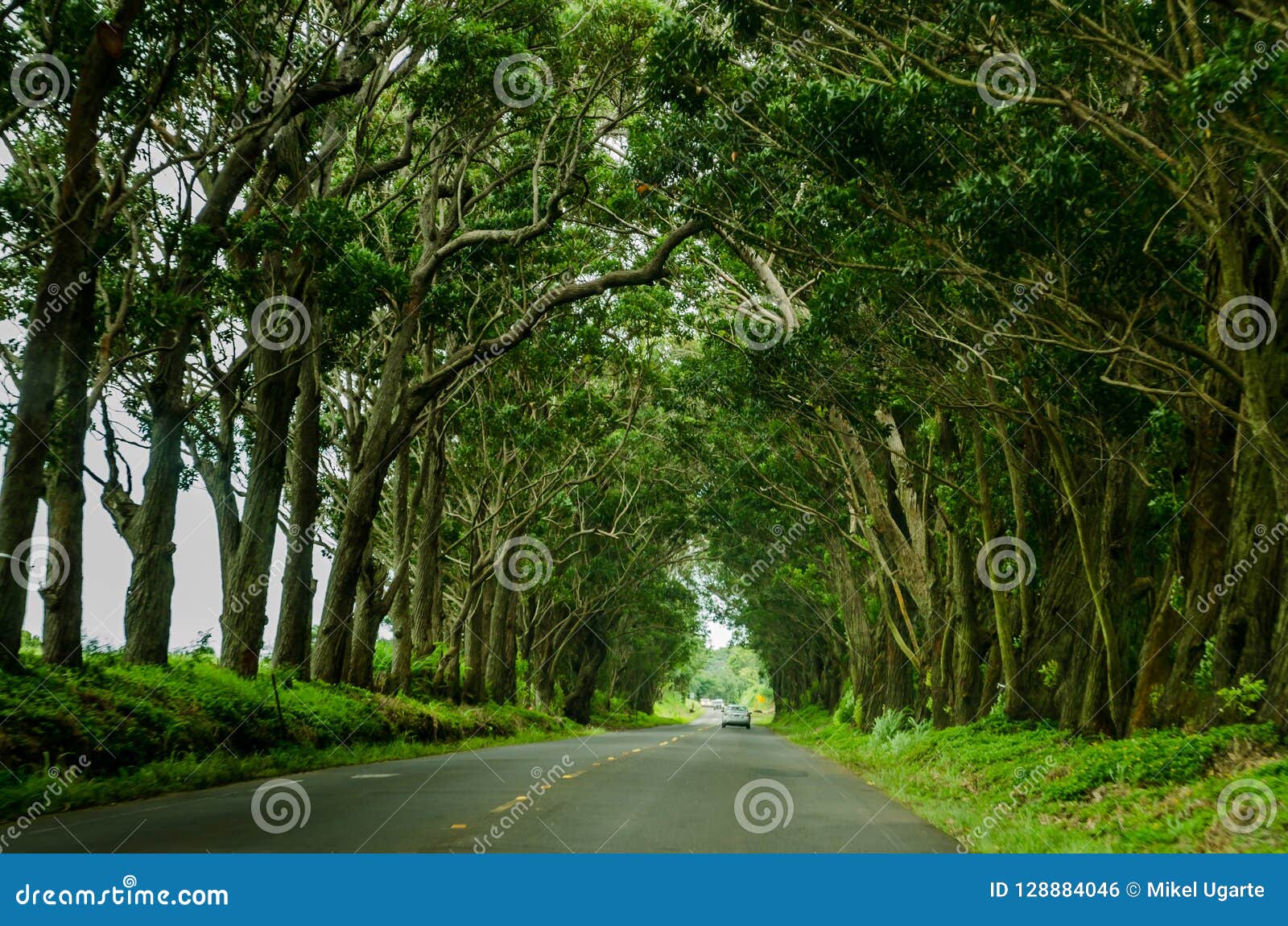 Tree gate stock photo. Image of wood, countryside, grass - 128884046