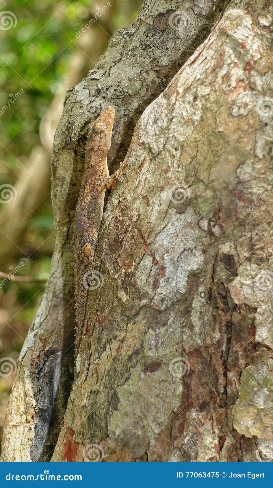 Tree Gecko on a tree stock image. Image of climbs, hemidactylus - 77063475
