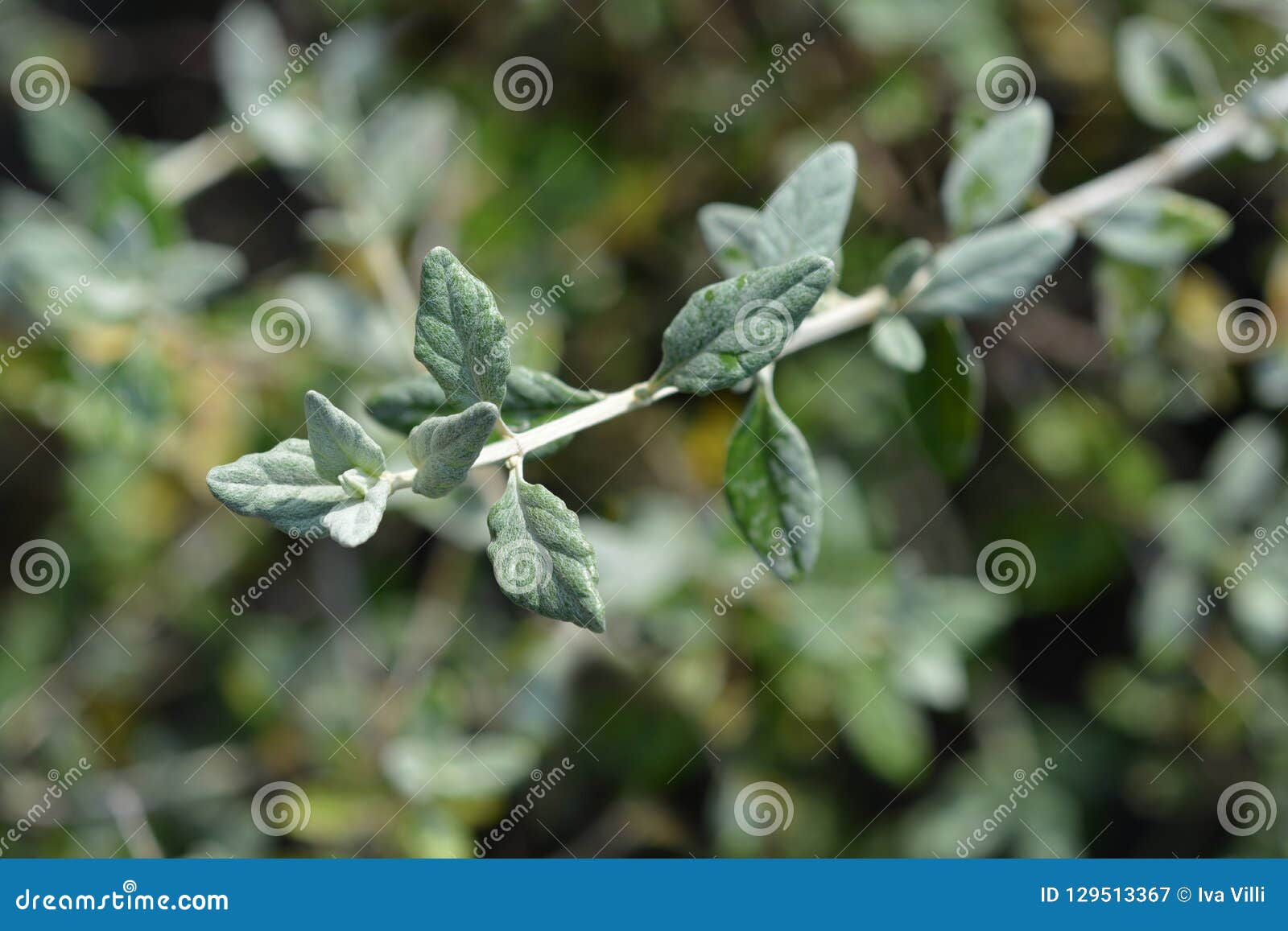Tree germander stock image. Image of close, green, nature - 129513367