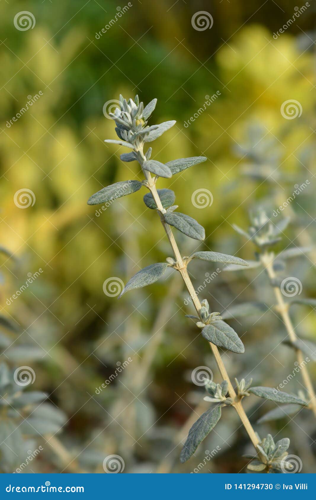 Tree germander stock photo. Image of close, botany, nature - 141294730