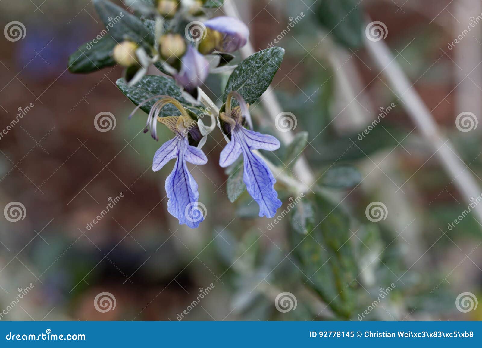 Tree Germander Teucrium Fruticans Stock Image - Image of lilac ...