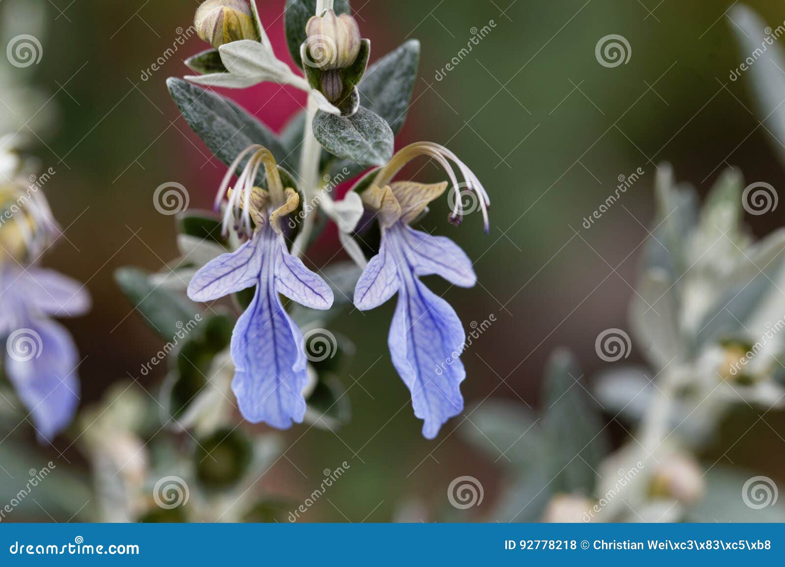Tree Germander Teucrium Fruticans Stock Photo - Image of flowers, blue ...