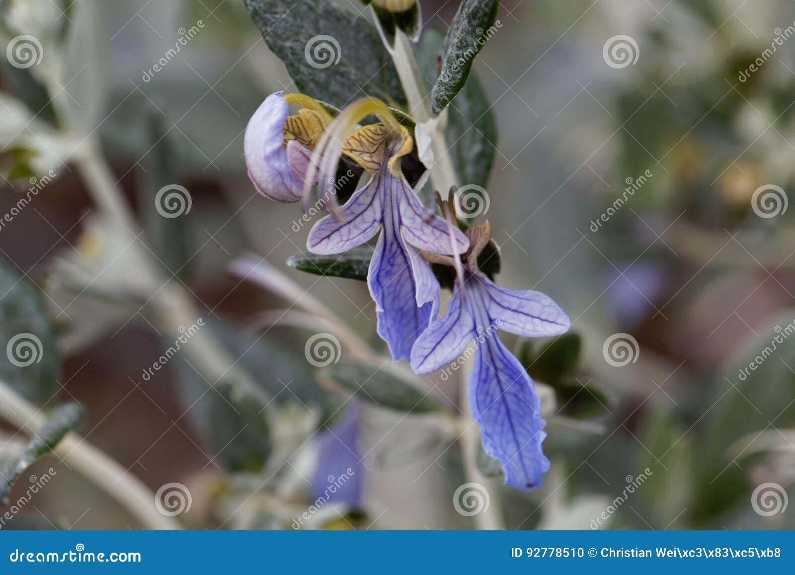 Tree Germander Teucrium Fruticans Stock Photo - Image of europe, flower ...