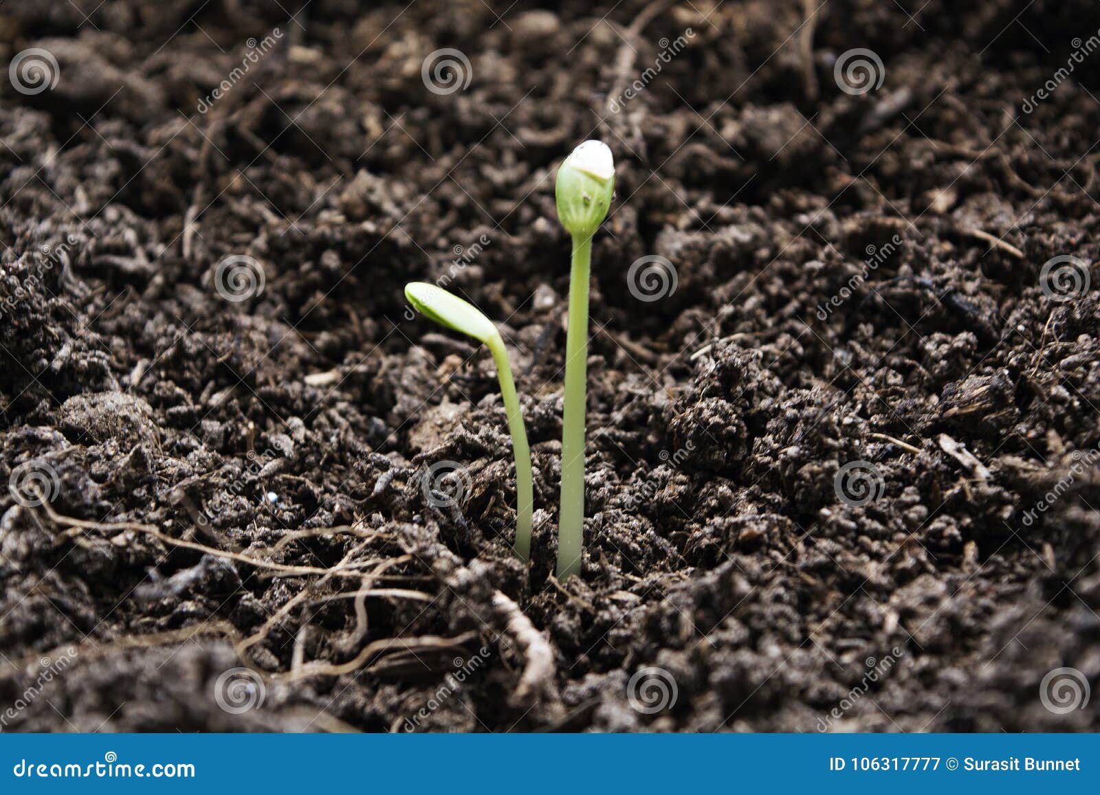 The tree is germinating. stock image. Image of plant - 106317777