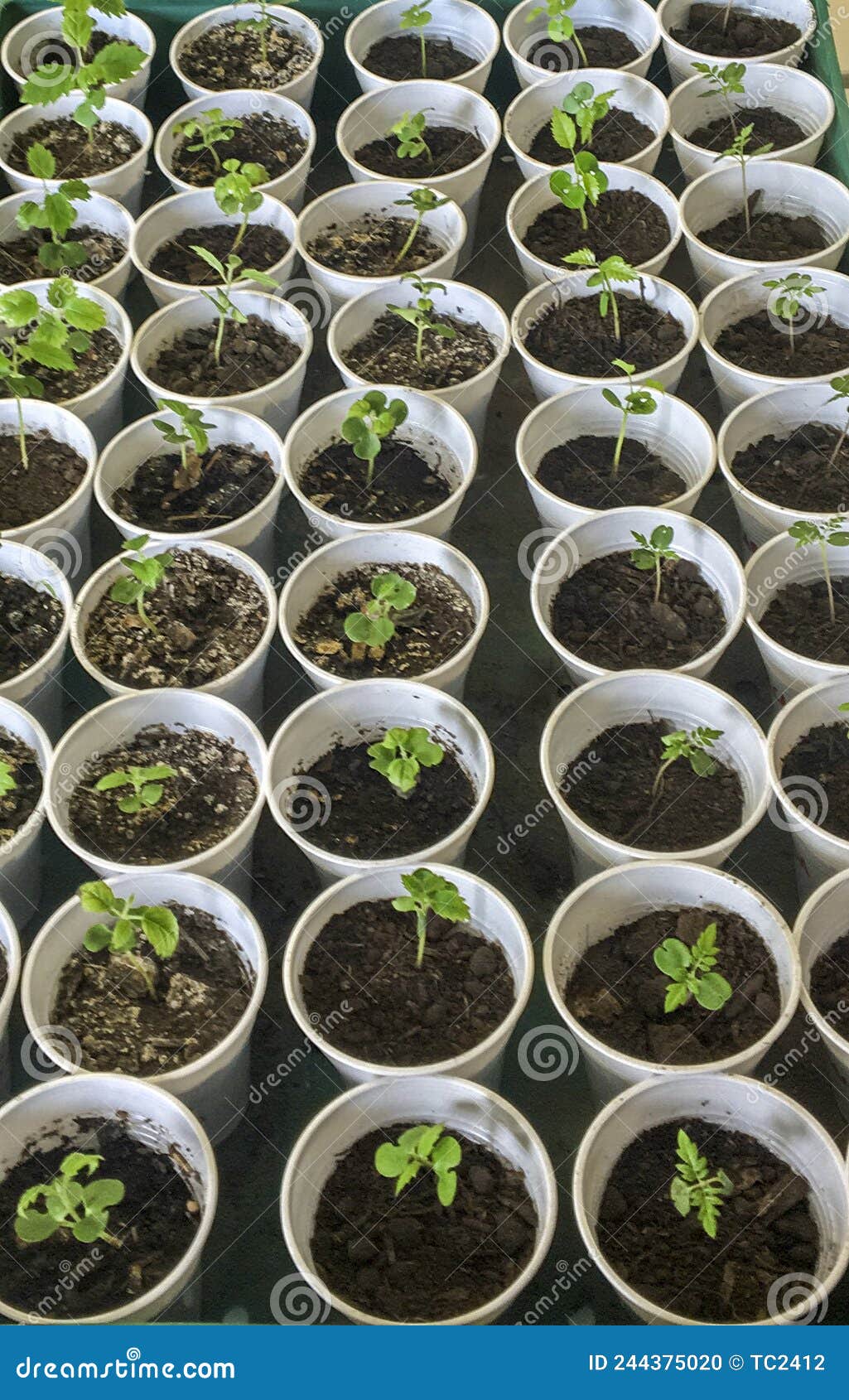 Tree Germination. Growth of Lapachos Stock Photo - Image of growing ...