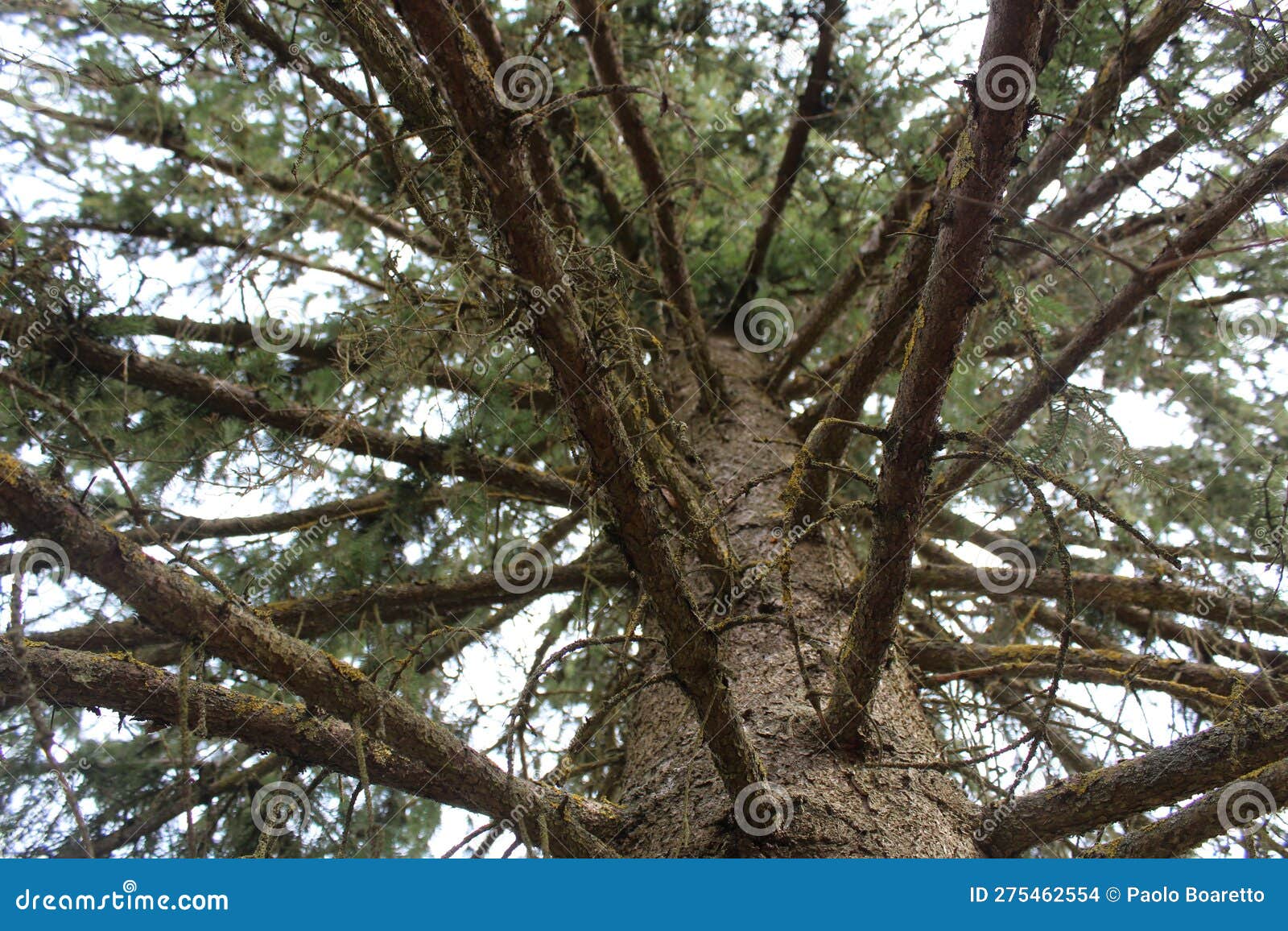 Tree with Giant Branches Seen from Below Stock Photo - Image of plant ...