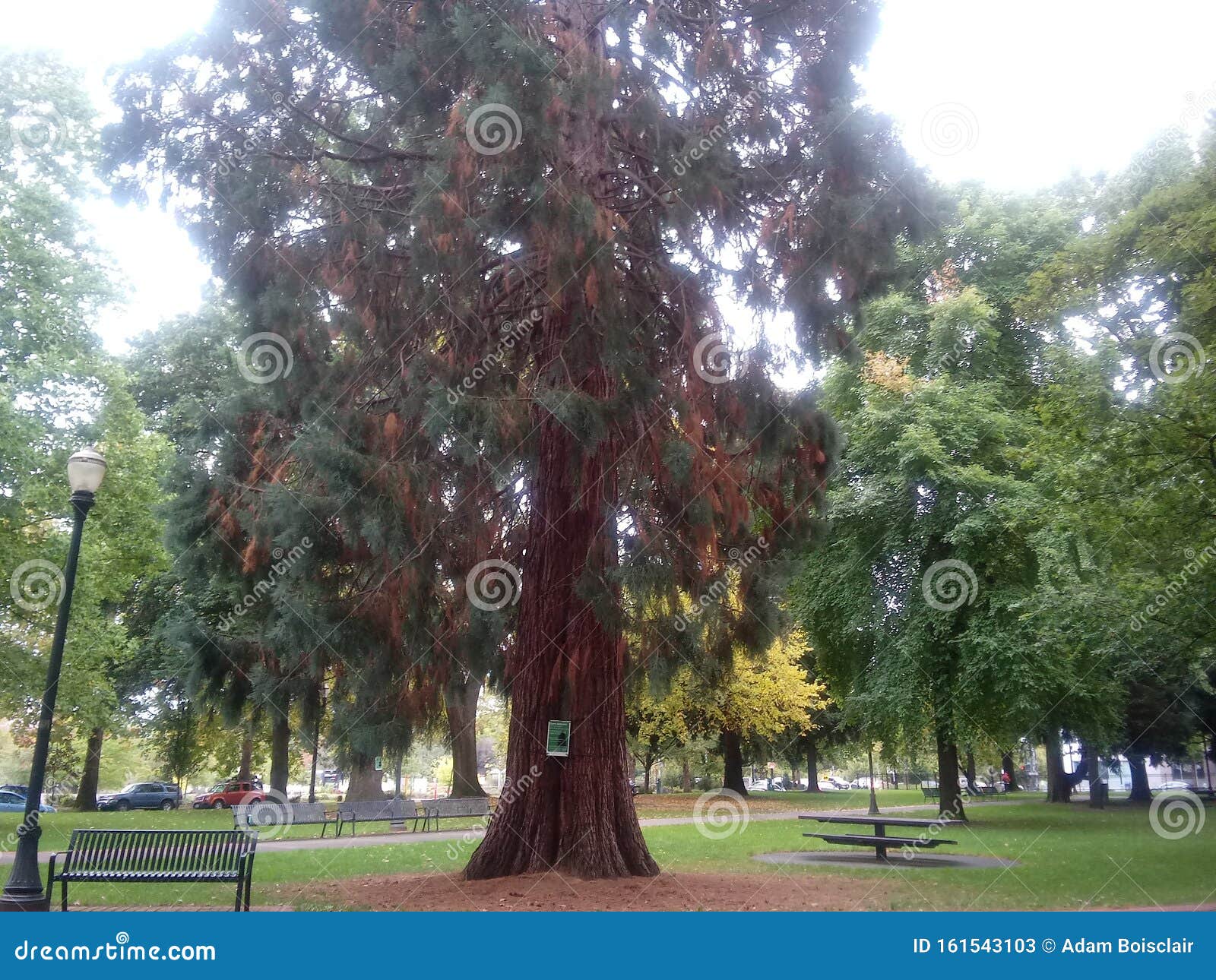Tree Giant Seqoia in Portland Stock Image - Image of portland, seqoia ...