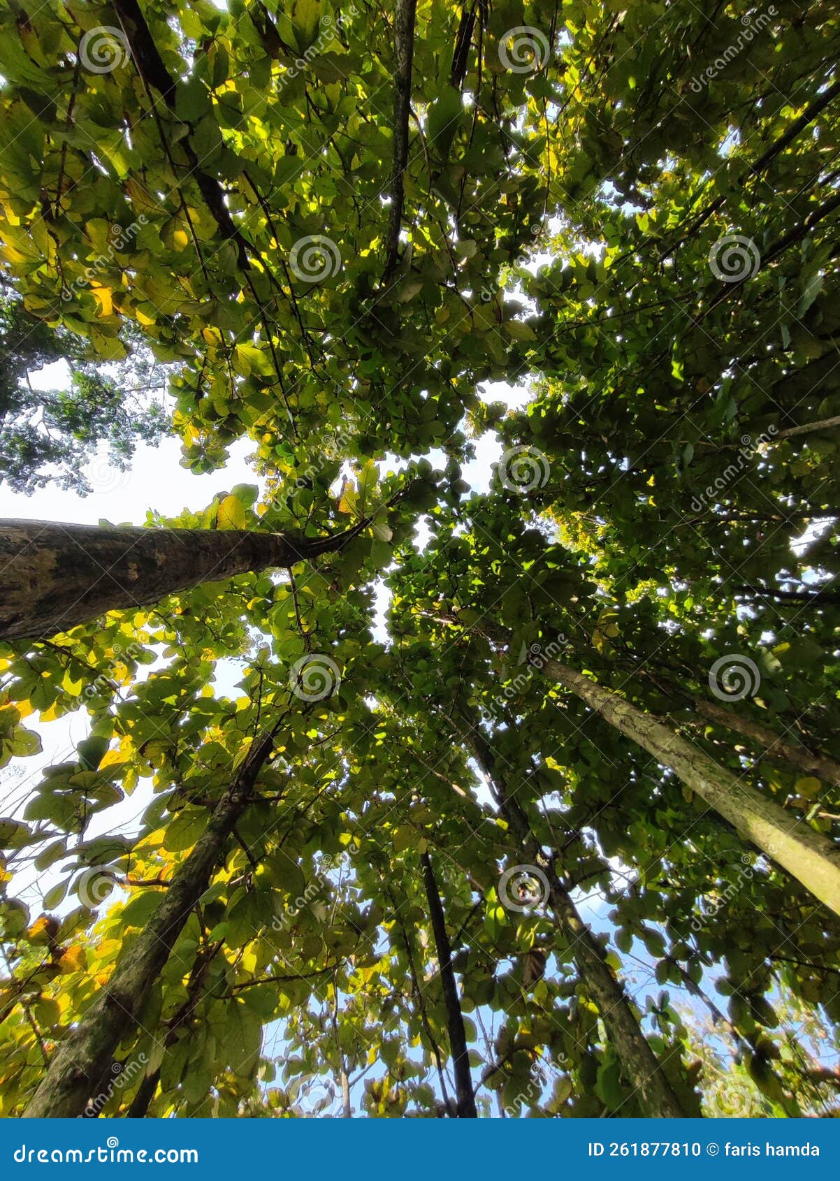 Tree gift in life stock photo. Image of leaf, tree, woodland - 261877810