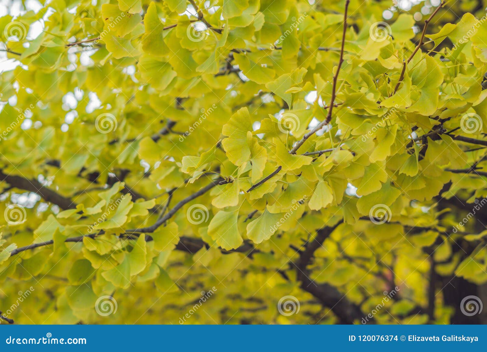 Tree Ginkgo in Autumn, Yellow Leaves Fall Stock Photo - Image of light ...
