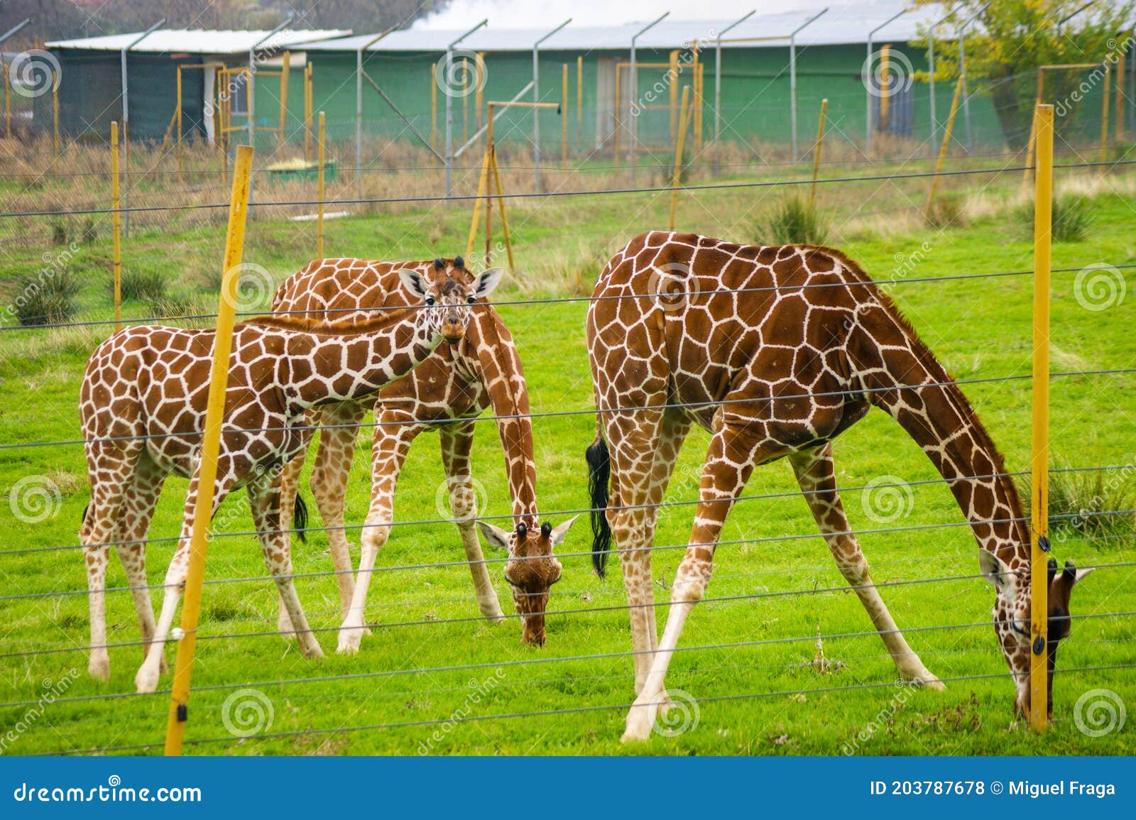Tree Giraffes Eating in the Grass Stock Photo - Image of giraffe ...