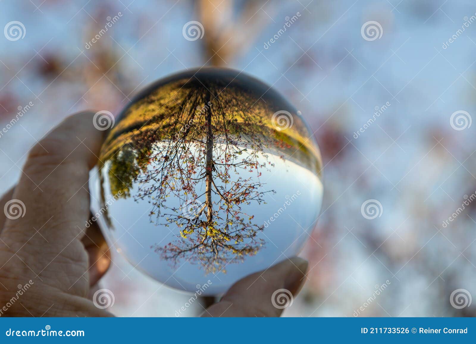 Tree in Glass Ball Held in Hand Stock Photo - Image of abstract ...