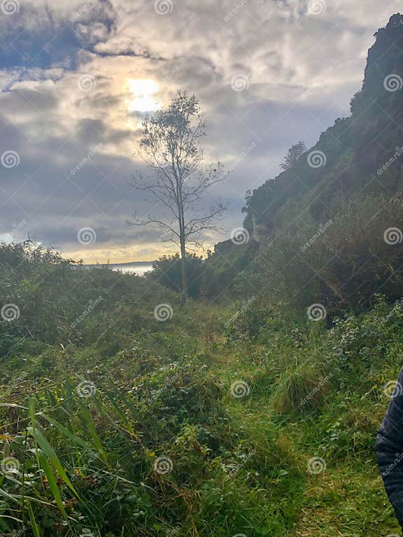 Tree in Glen with View of Harbour and Sun Stock Image - Image of ...