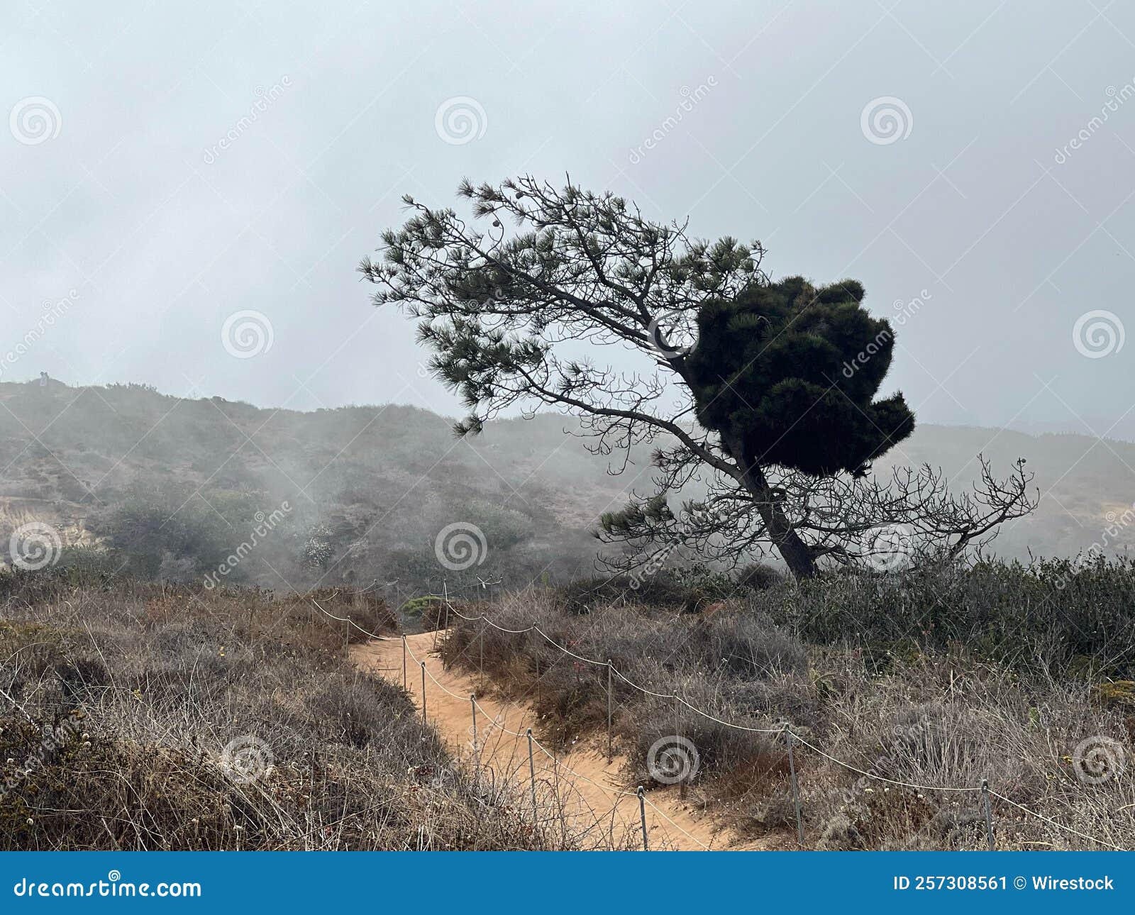 Tree on a gloomy windy day stock image. Image of gloomy - 257308561