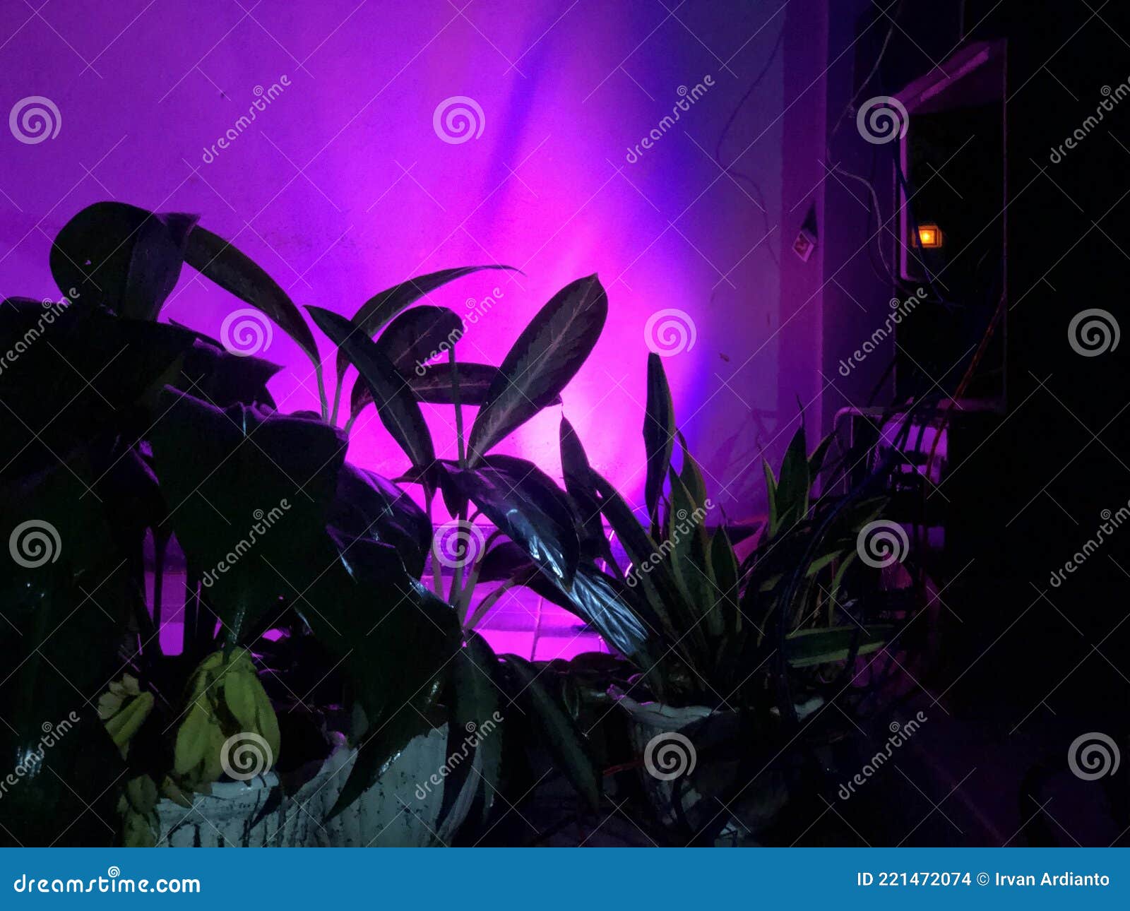 Neon trees stock photo. Image of neon, night, glow, tree - 221472074