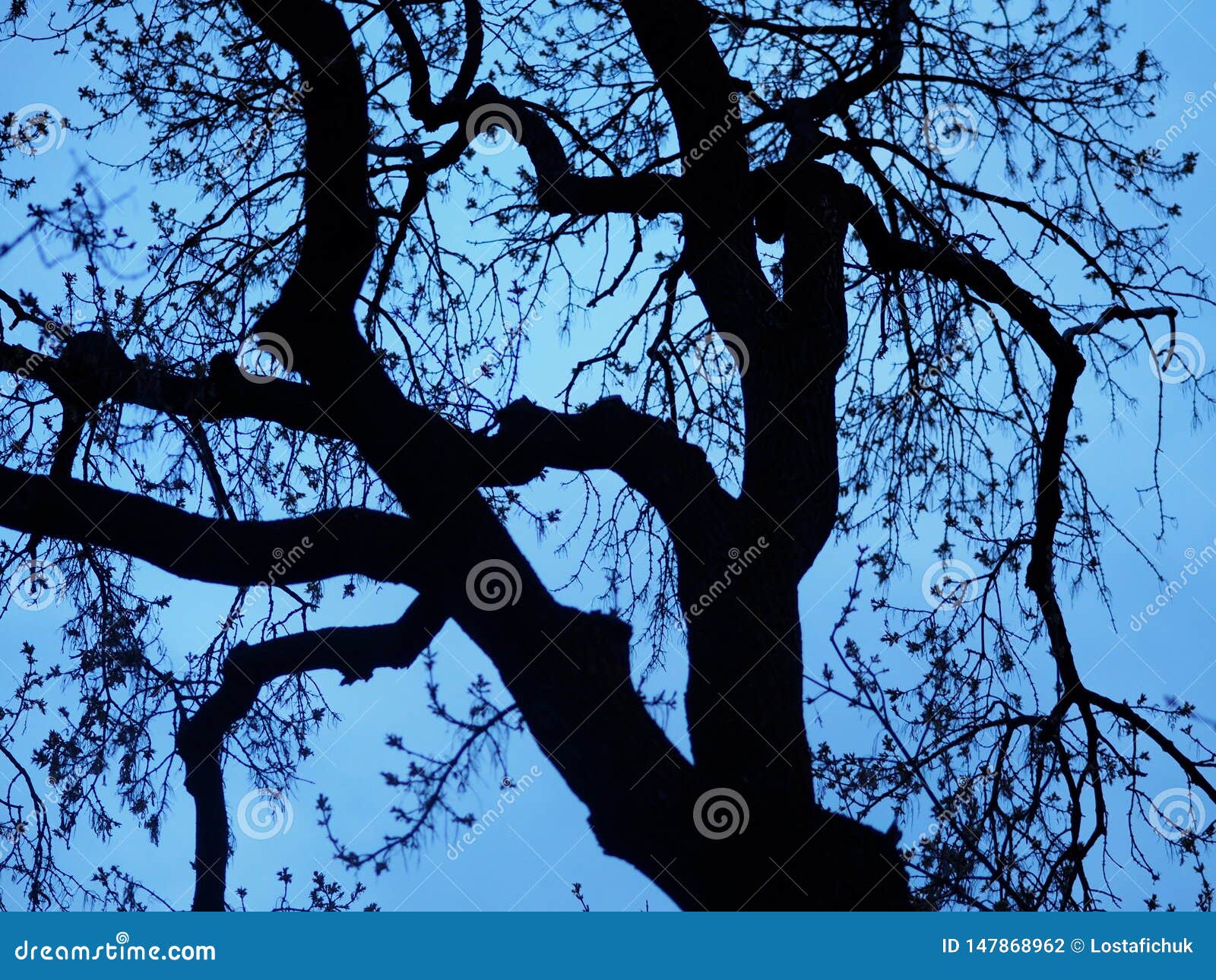 Tree with Gnarled Branches Against a Blue Sky Stock Photo - Image of ...