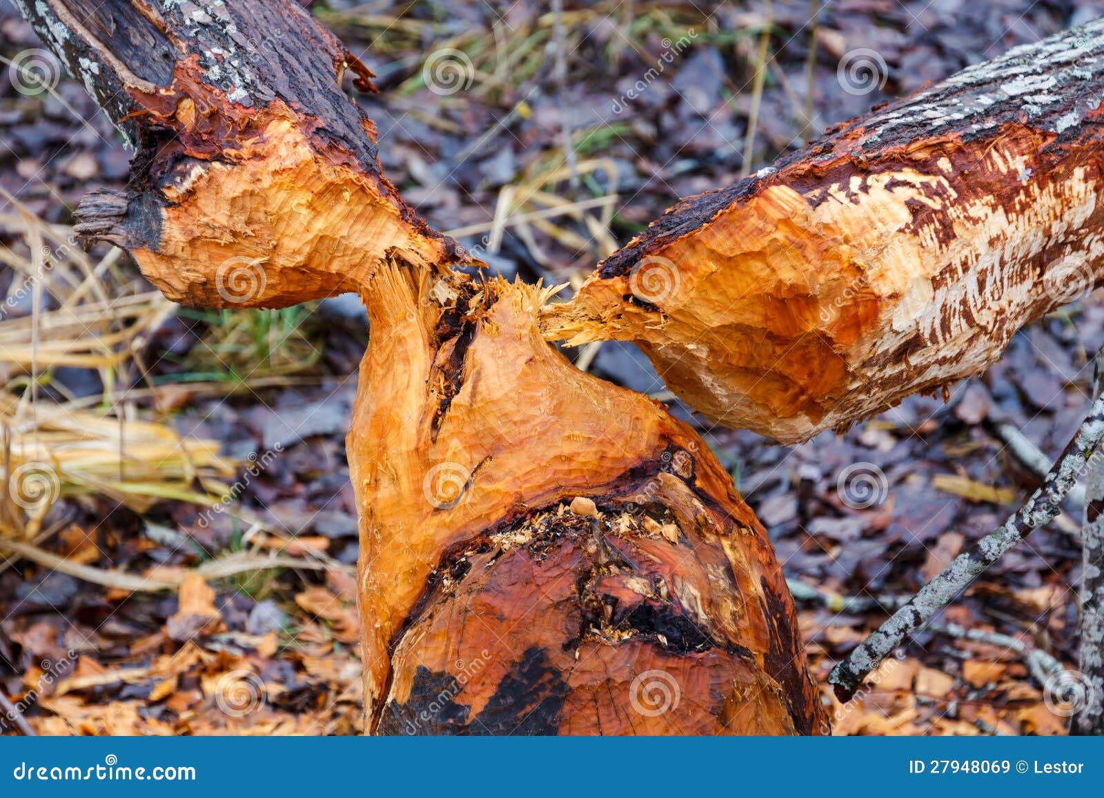 Tree gnawed by a beaver stock image. Image of forest - 27948069