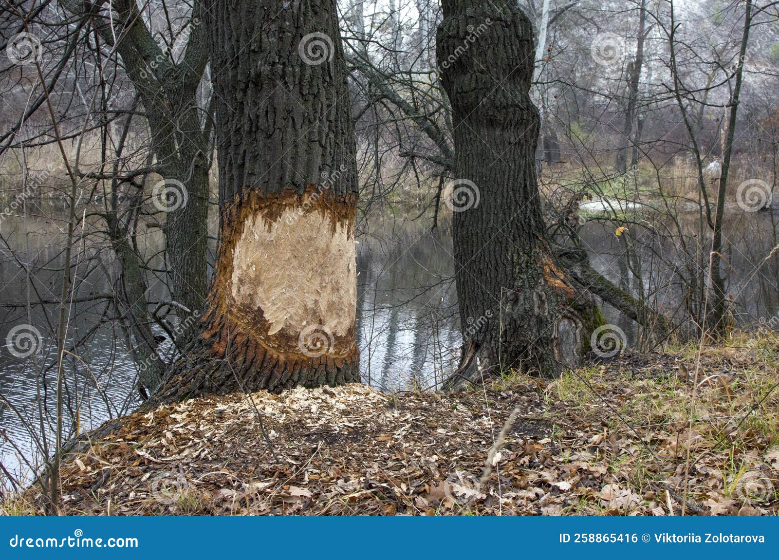Trees Gnawed by a Beaver on the River Stock Photo - Image of brown ...