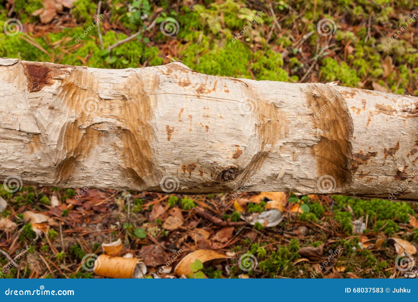 Tree gnawed by beaver stock image. Image of bite, activity - 68037583