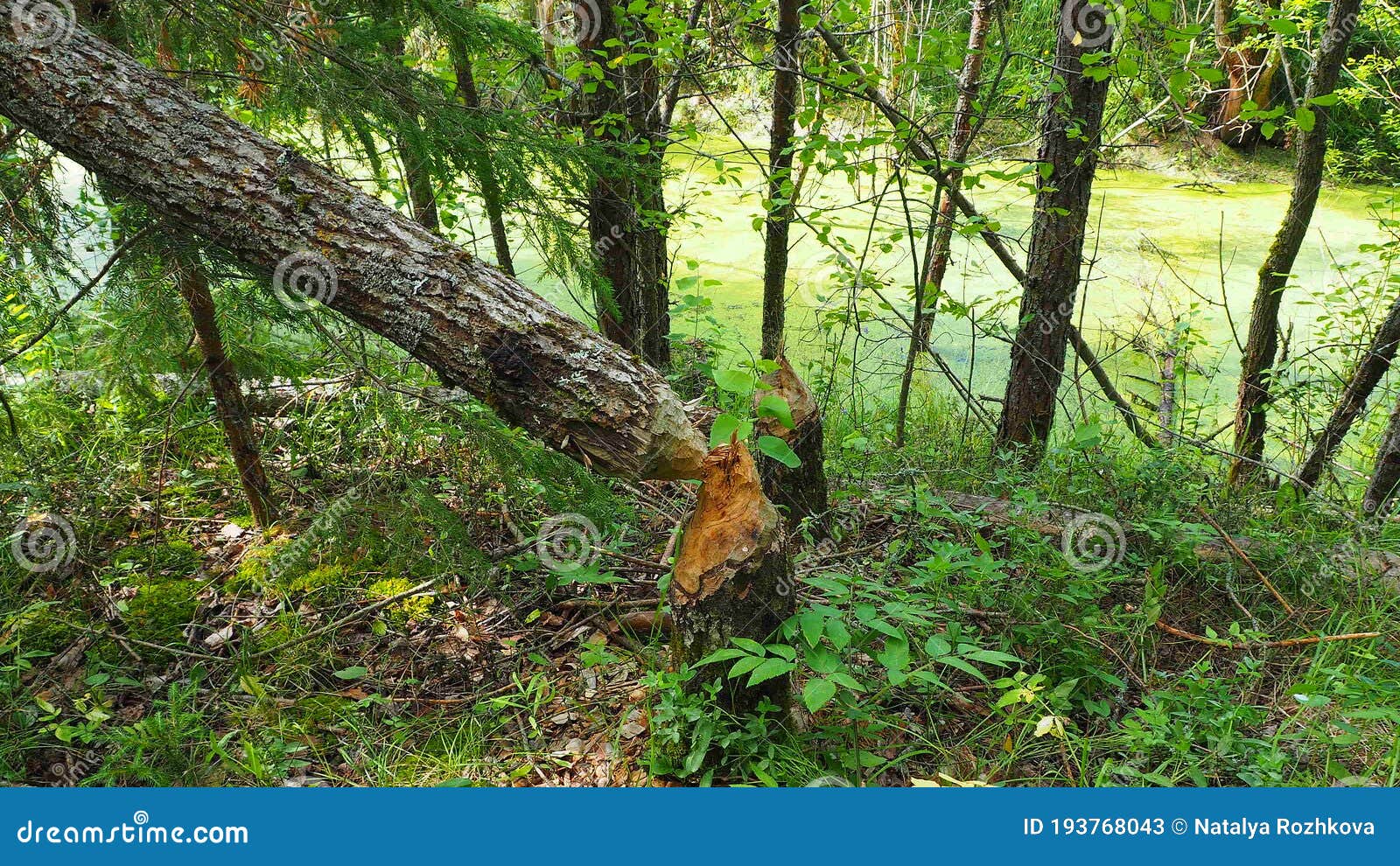 Tree Gnawed by Beaver Near the River Stock Image - Image of brown ...