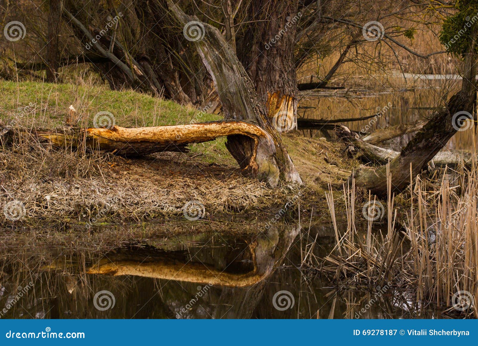 Tree gnawed by beaver stock image. Image of forest, teeth - 69278187