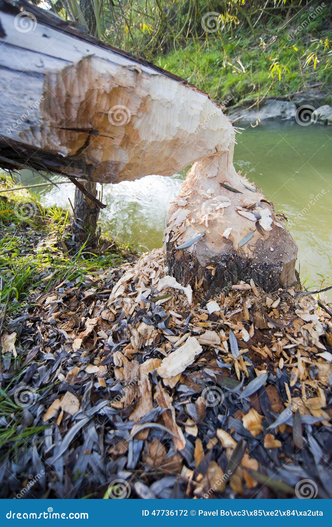 Tree gnawed by beaver stock photo. Image of aspen, tree - 47736172