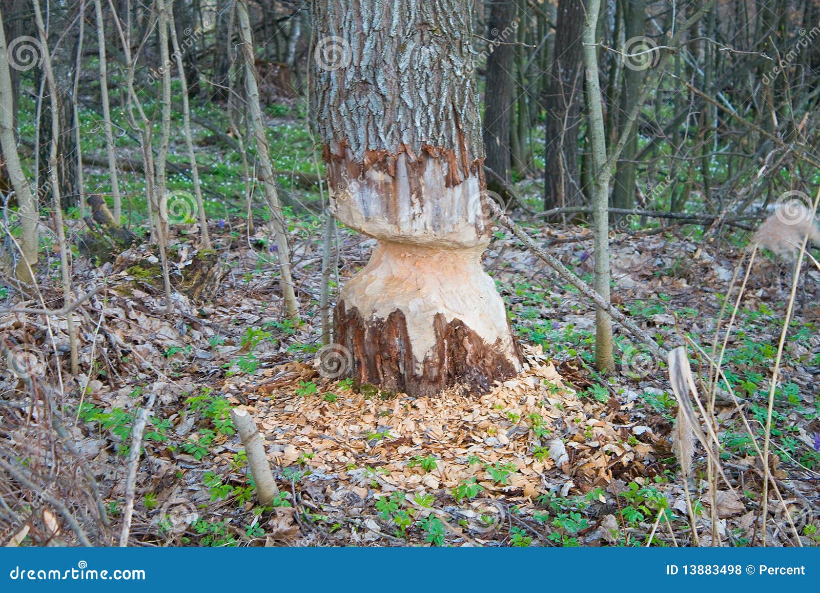 Tree gnawed by beavers stock photo. Image of forest, tree - 13883498