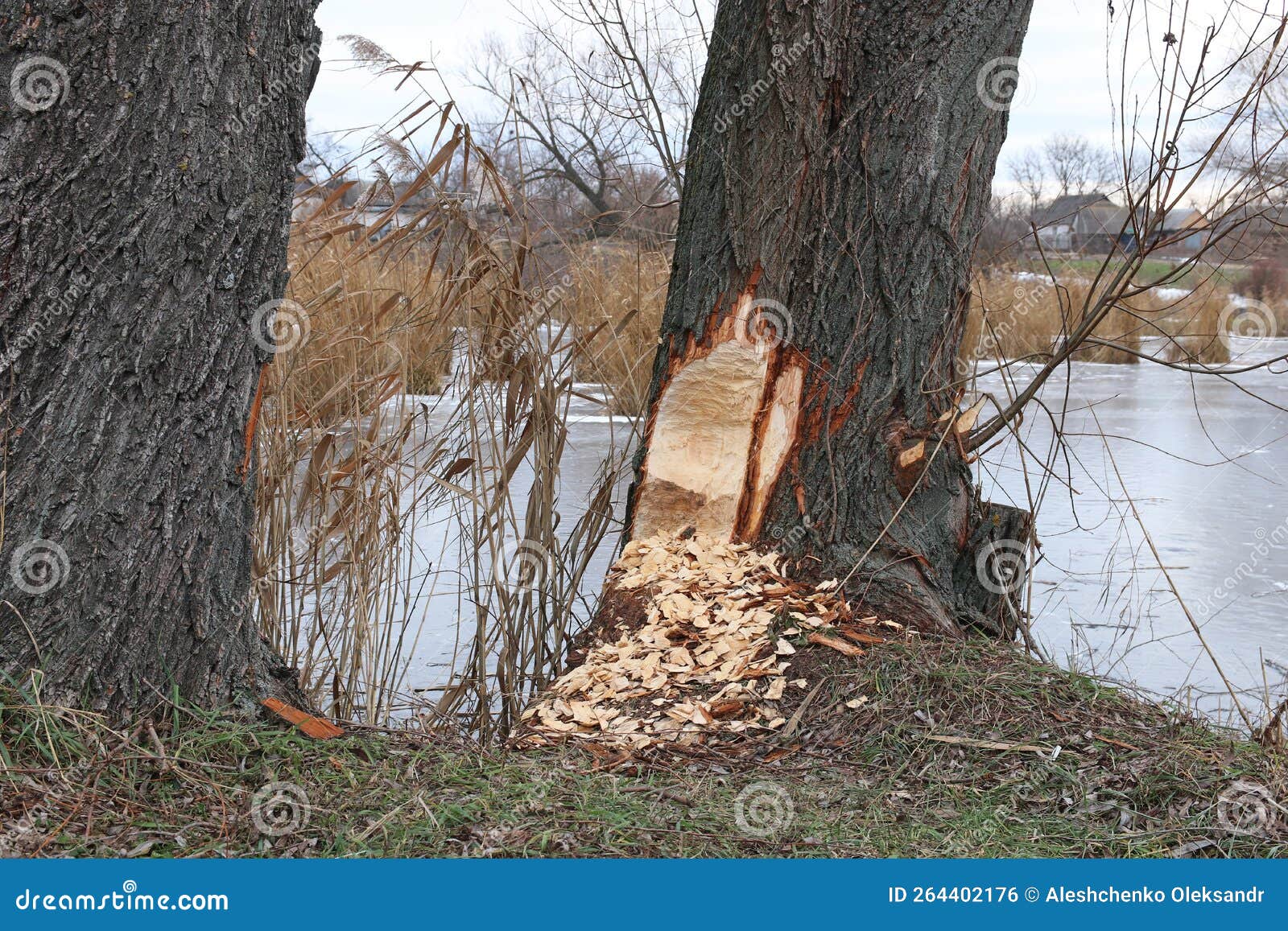 Tree Gnawed by Beavers. Damaged Tree with Animals Teeth Marks Near ...