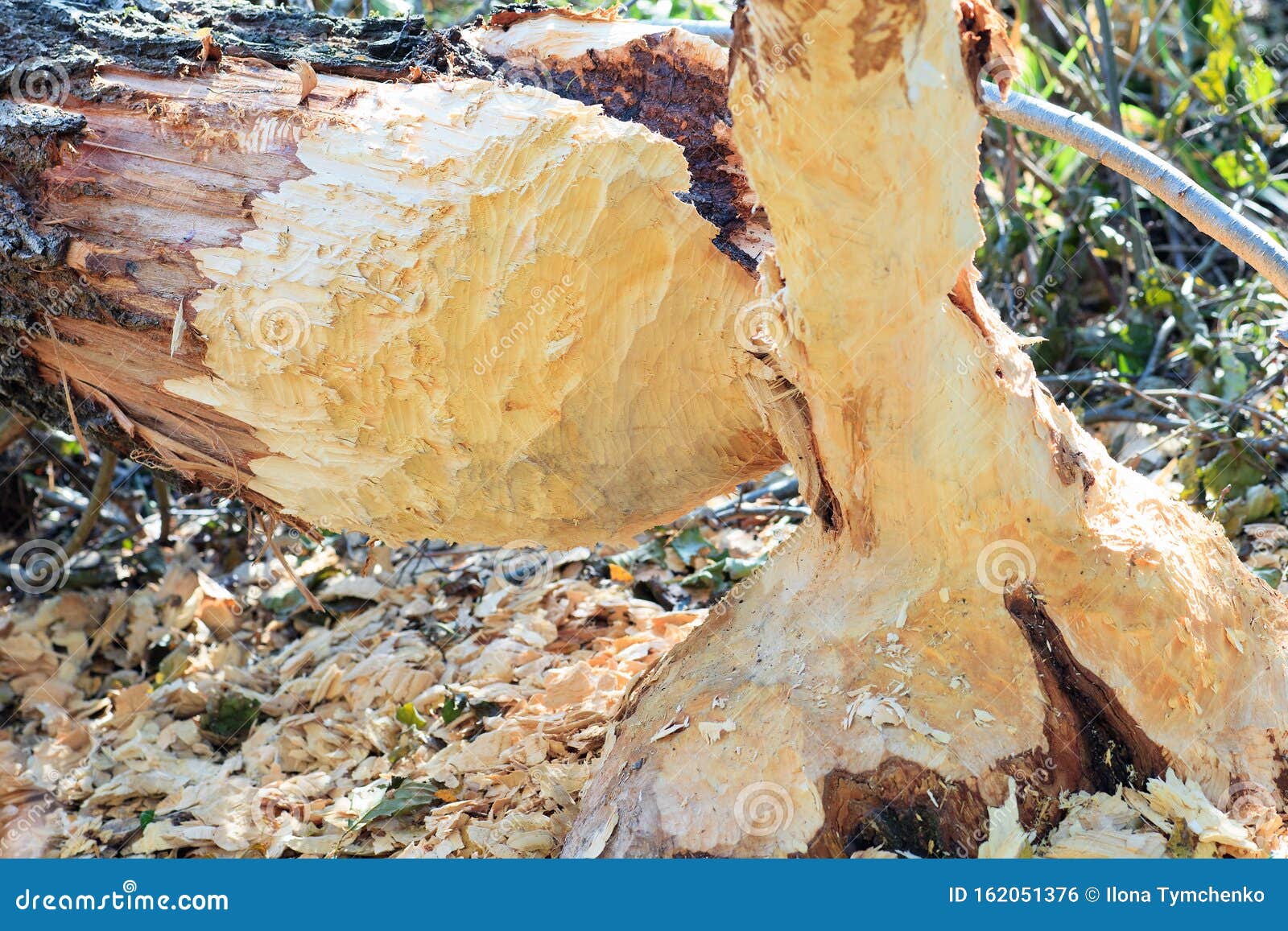 Tree Gnawed by Beavers. Damaged Chewed Tree with Animals Teeth Marks ...