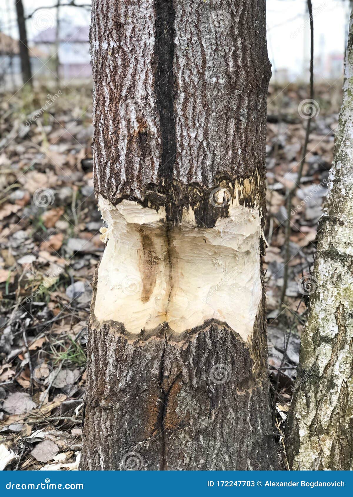 Tree Gnawed by Beavers Near the River. Close Up Stock Image - Image of ...