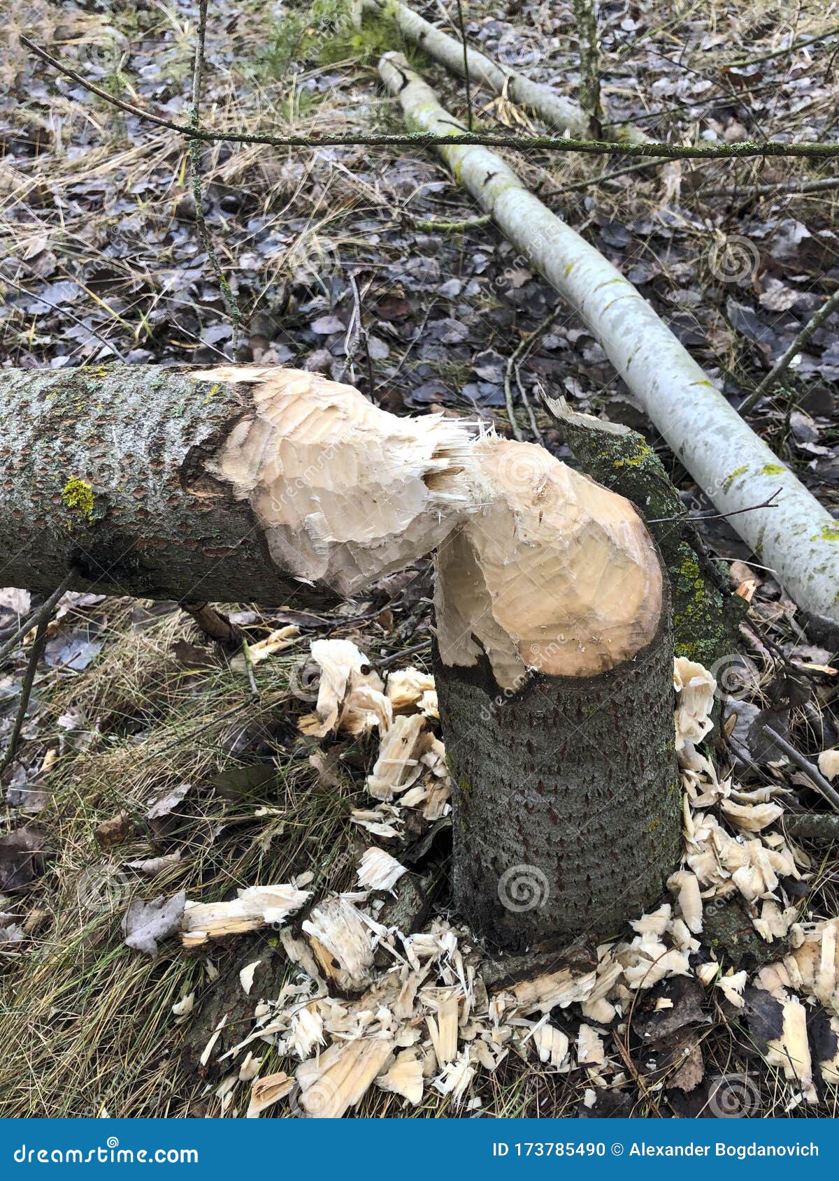 Tree Gnawed by Beavers Near the River. Close Up Stock Photo - Image of ...