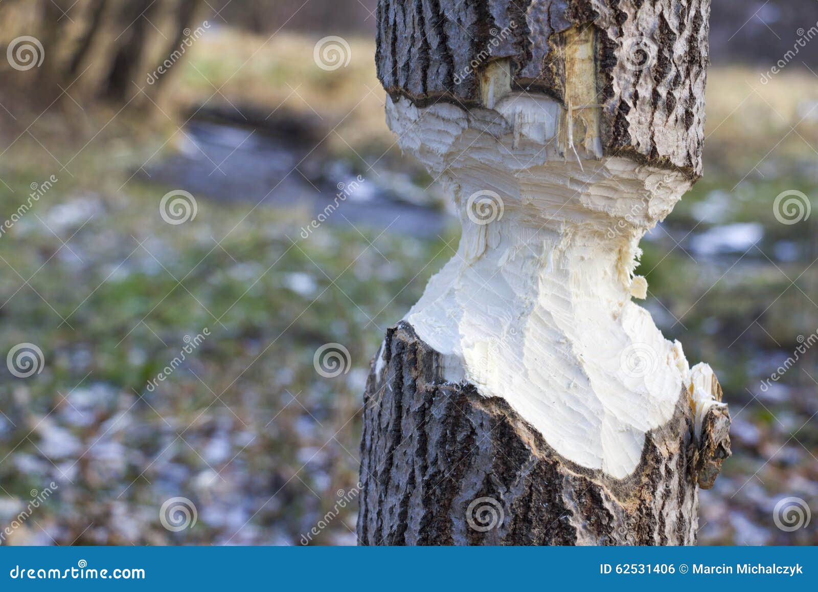 Tree gnawed by beavers stock photo. Image of marks, build - 62531406