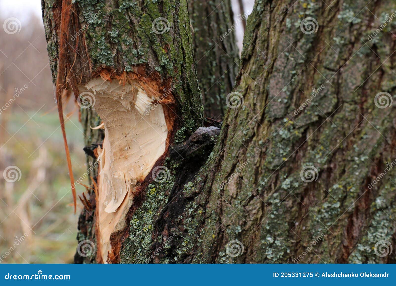 Tree gnawed by beavers. stock image. Image of borer - 205331275
