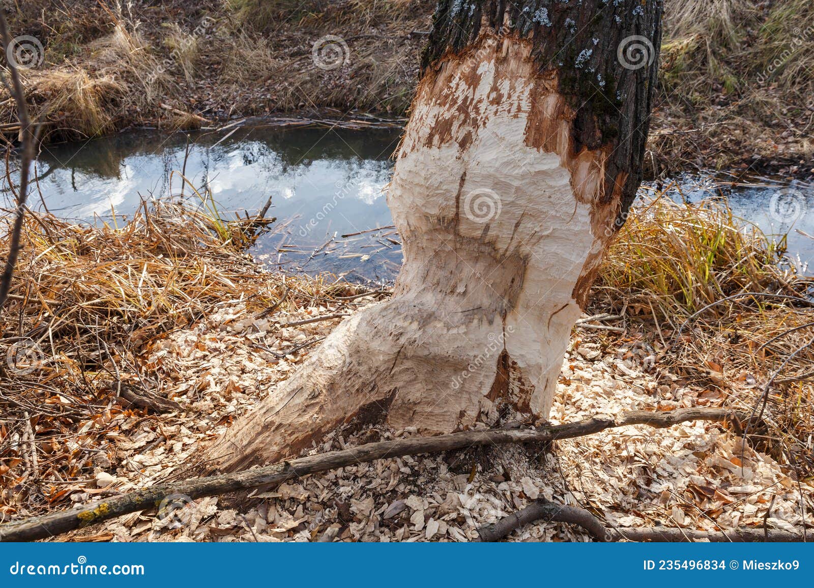 Tree gnawed by beavers stock photo. Image of destruction - 235496834