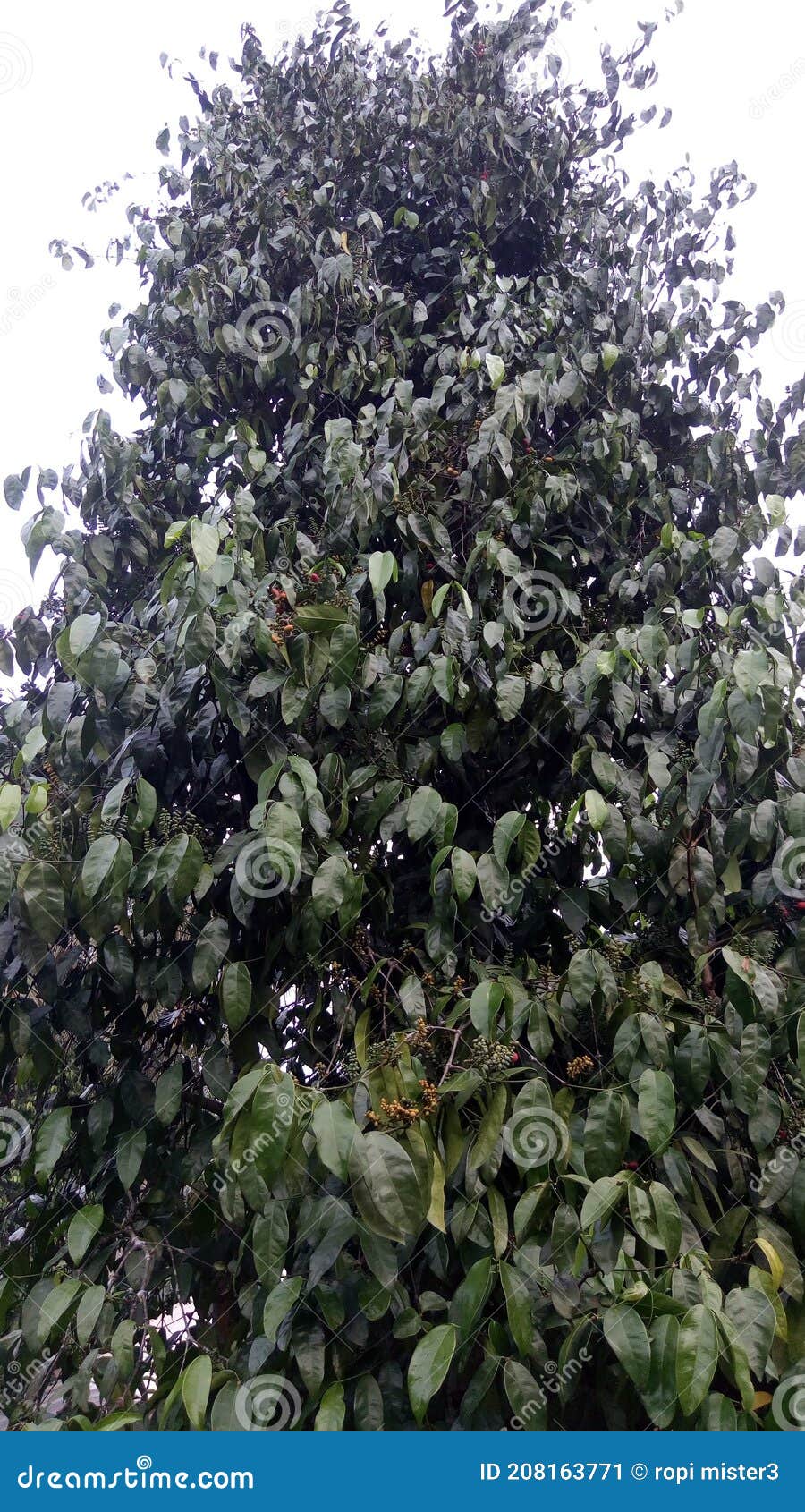 The Tree of Gnetum Gnemon Has Green Leaf Stock Image - Image of gnetum ...