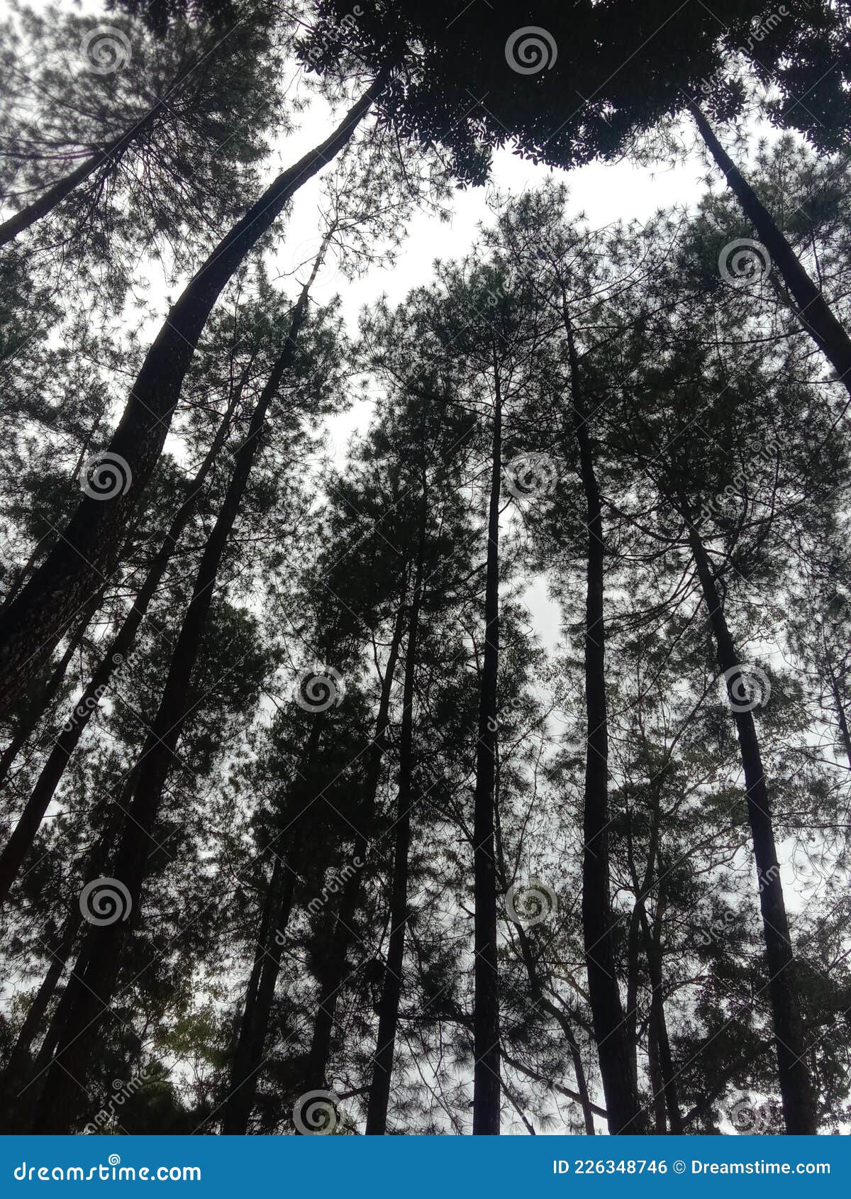 Tree go to sky stock photo. Image of tree, leaf, nature - 226348746