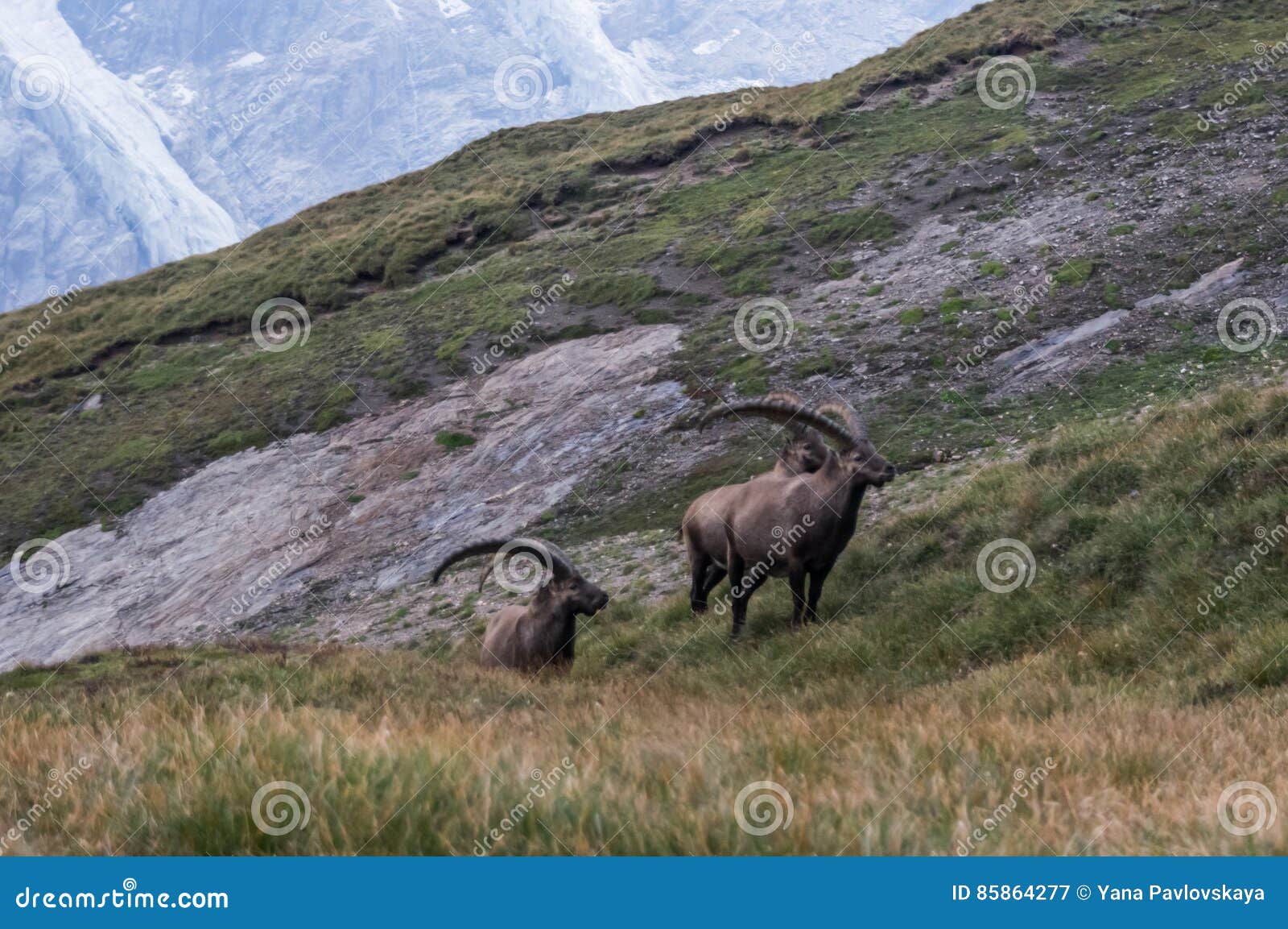 Tree goats in the Alps stock image. Image of climb, goats - 85864277