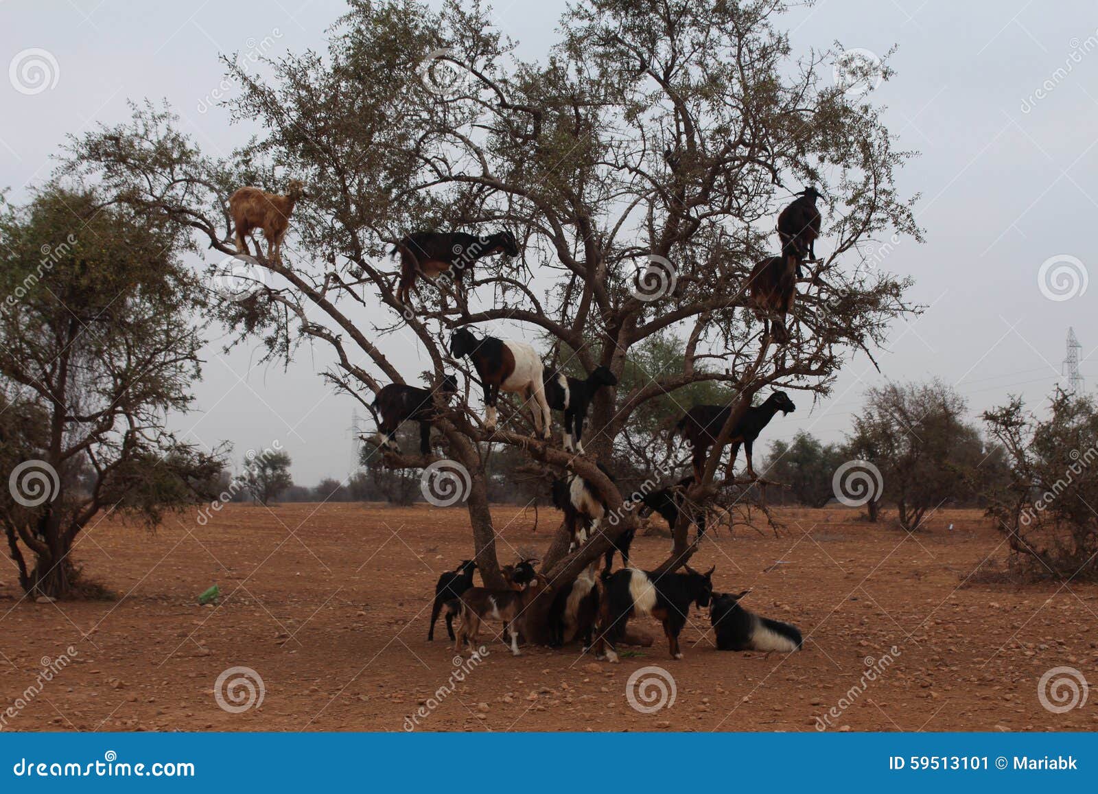 The Tree Goats of Morocco. stock image. Image of temperature - 59513101