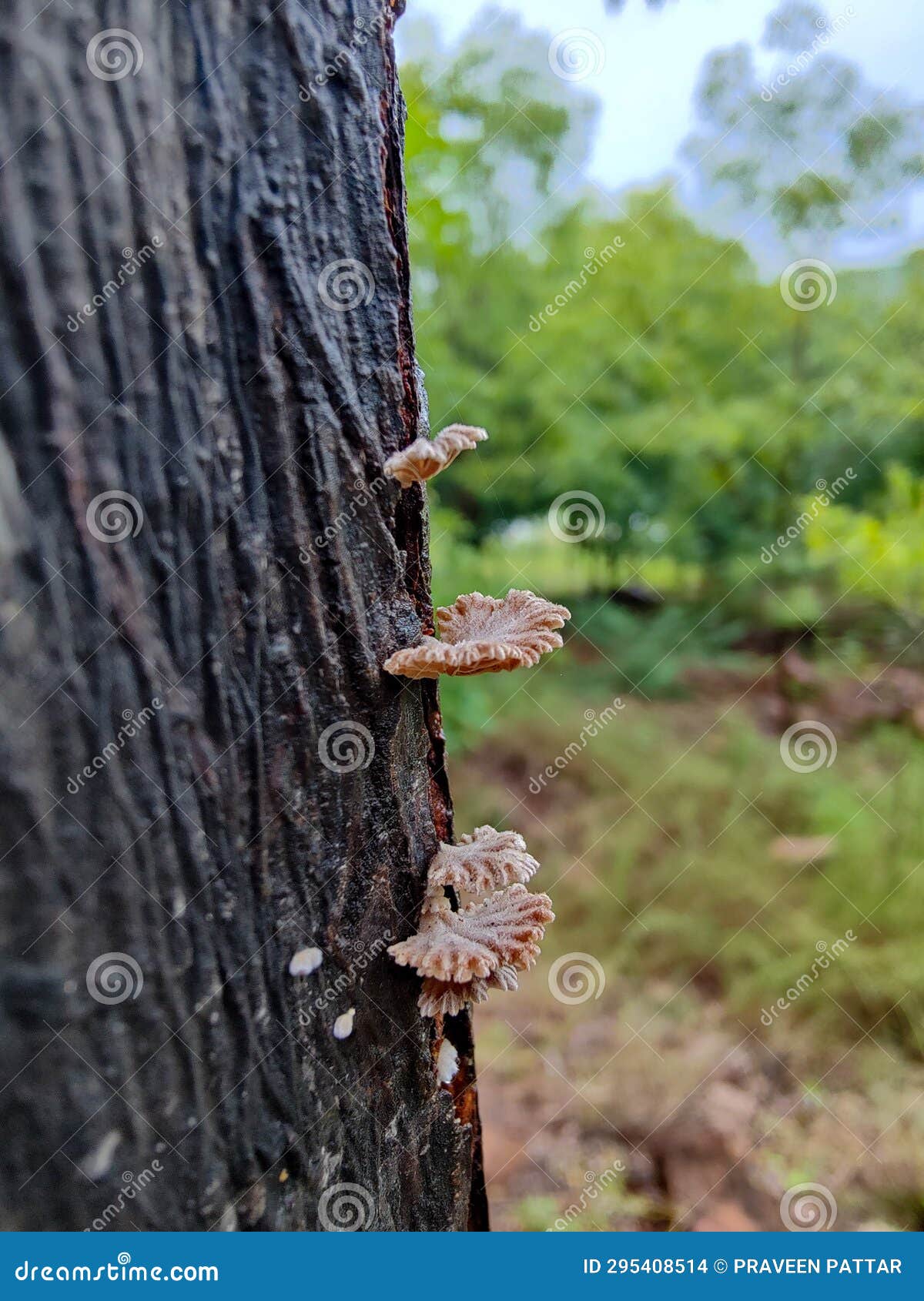Tree of god stock photo. Image of photograpy, tree, nature - 295408514