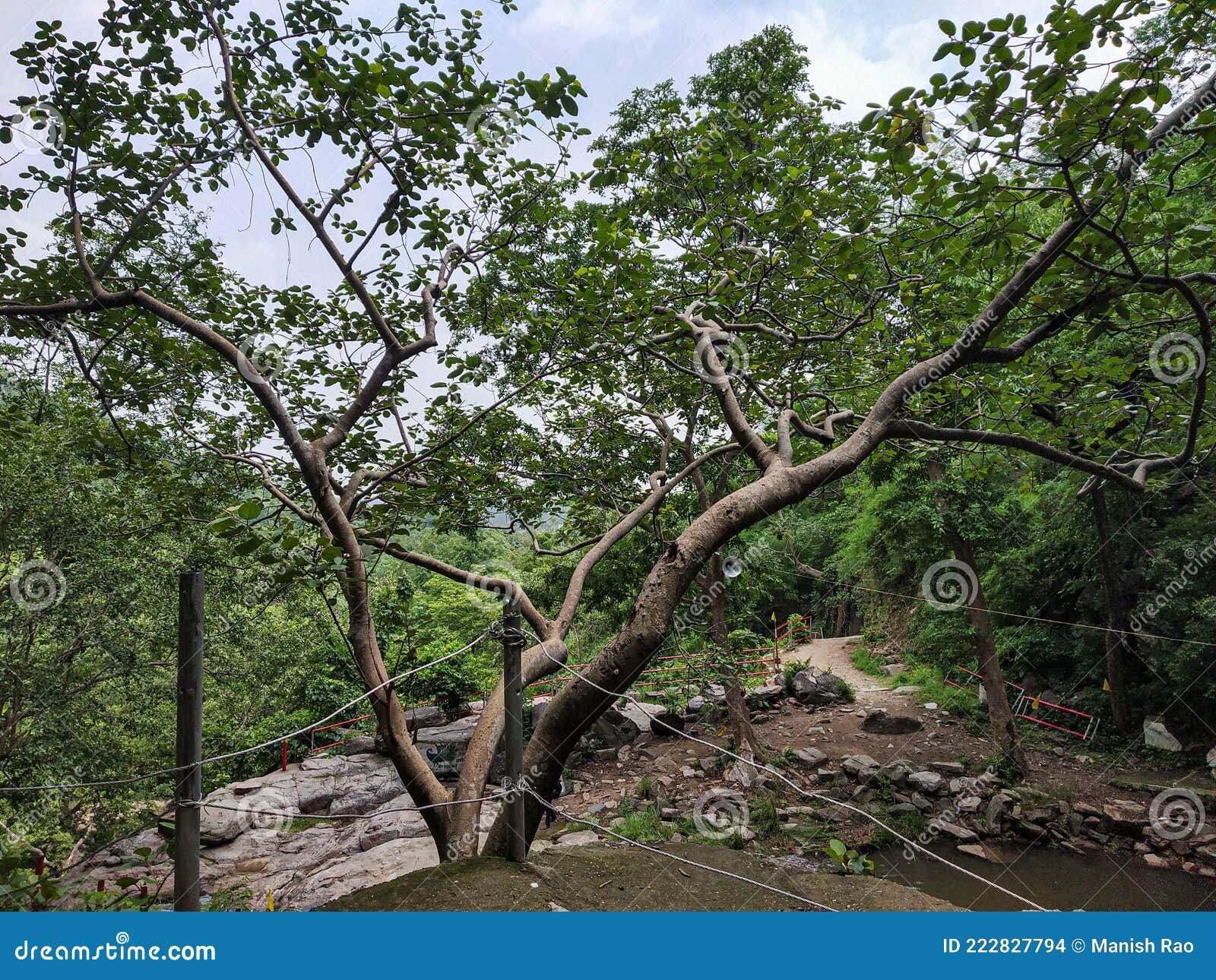 A Tree is Going Three Different Way. Stock Photo - Image of shrub ...