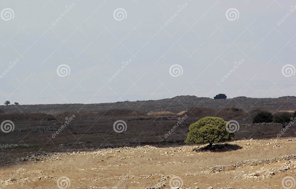 Tree of the golan heights. stock photo. Image of beauttiful - 165633884
