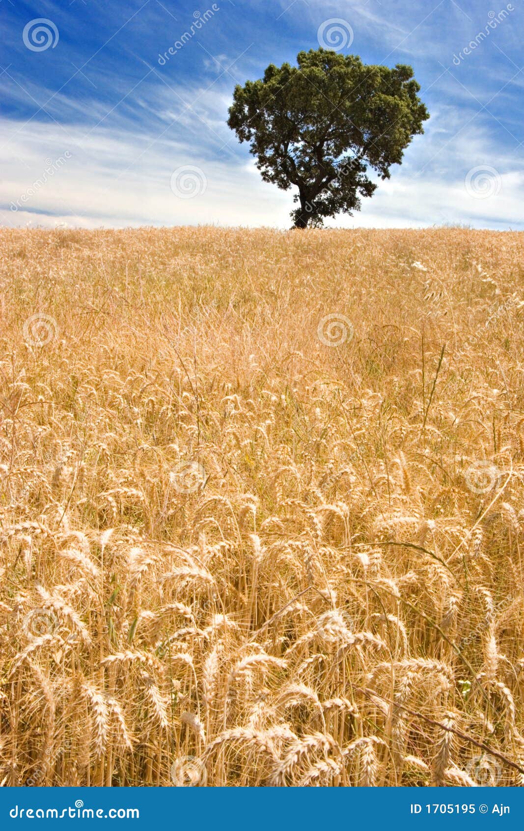 Tree on Golden Field stock image. Image of farmland, cloud - 1705195