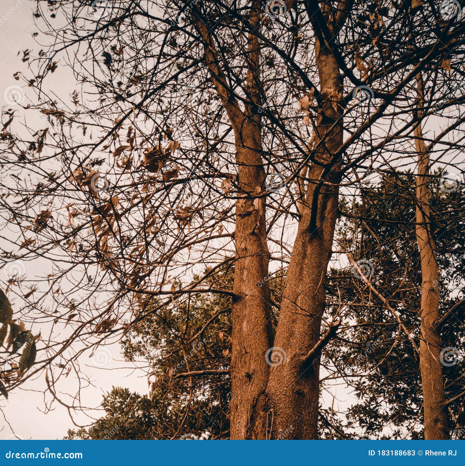 Tree during the Golden Hour Stock Image - Image of creation, nature ...