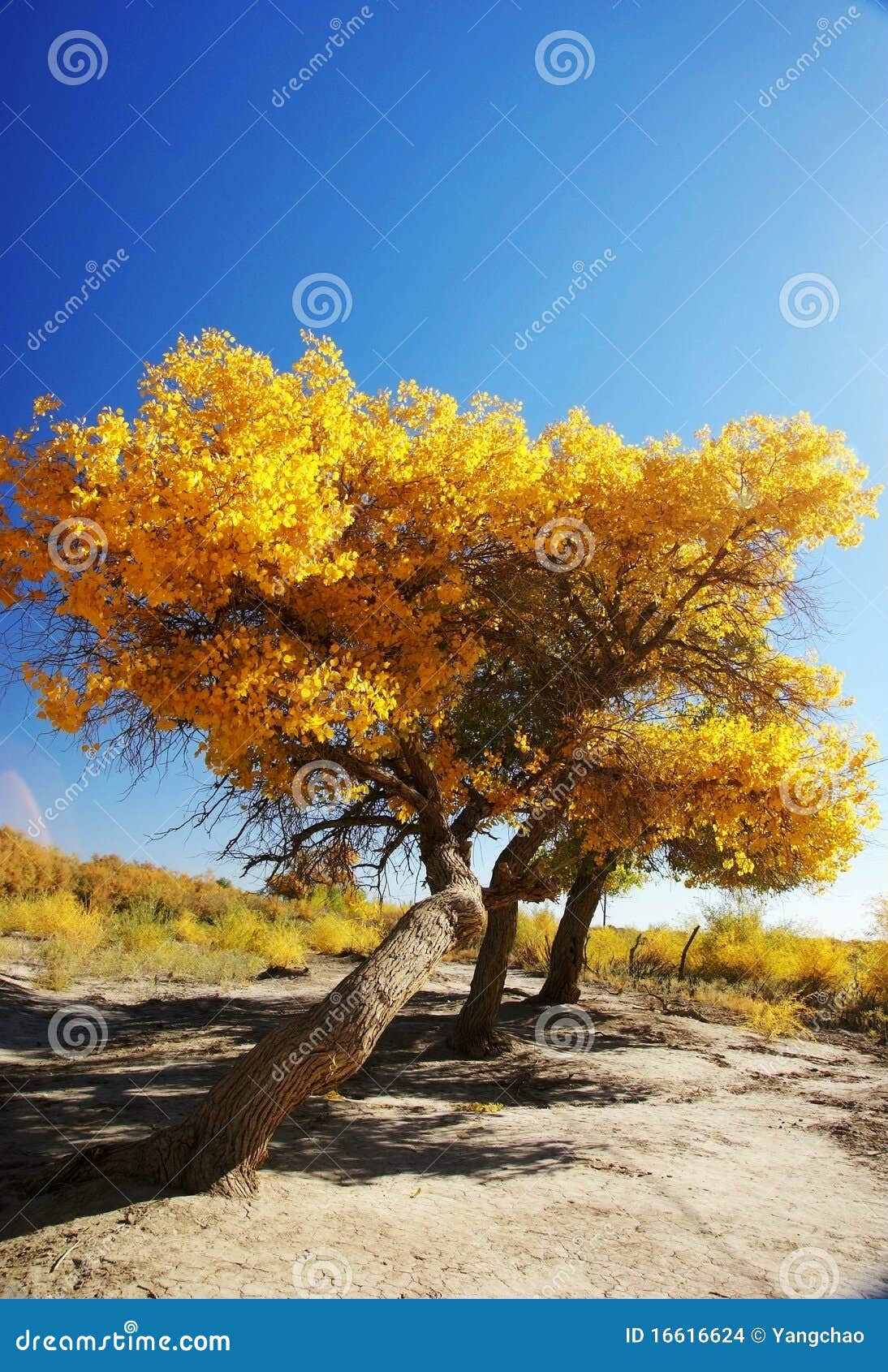 Tree with Golden Leaves in Autumn Stock Photo - Image of leaves, season ...