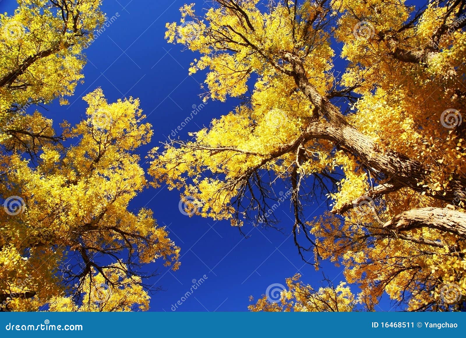 Tree with Golden Leaves and Blue Sky Stock Image - Image of yellow ...