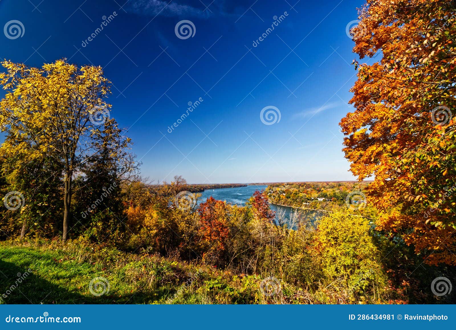 The Tree with Golden Leaves Glows Under the Evening Sun , Niagara Falls ...