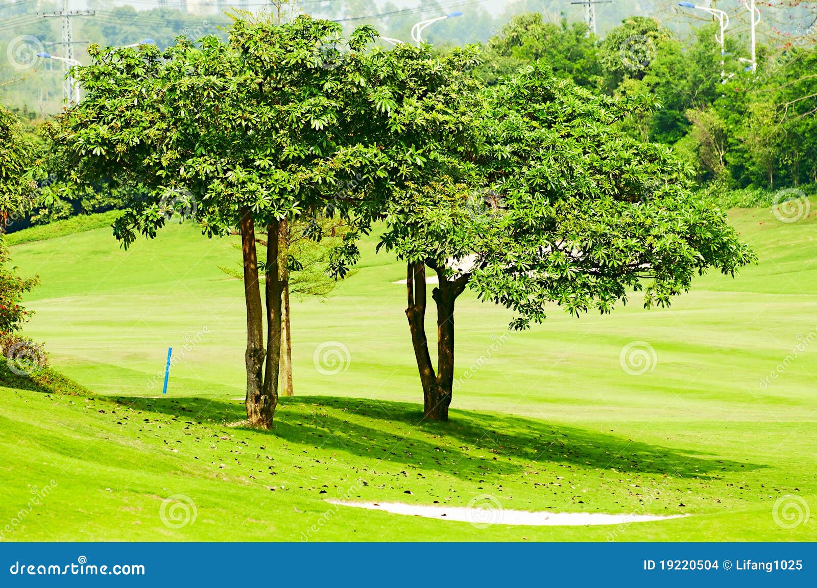 The Tree in the Golf Course Stock Photo - Image of blue, yellow: 19220504
