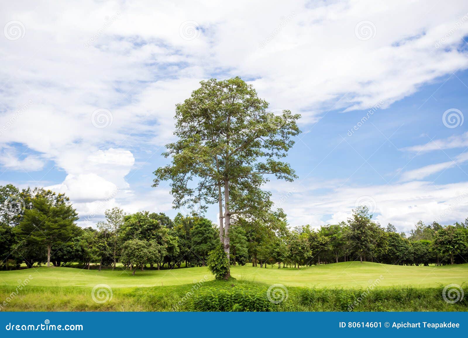 Tree in the golf course stock image. Image of horizon - 80614601