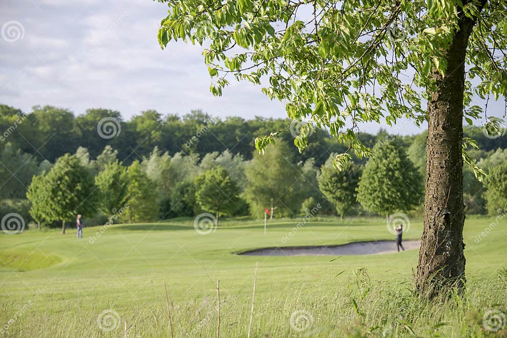 Tree on golf course stock photo. Image of outside, outdoor - 31401556