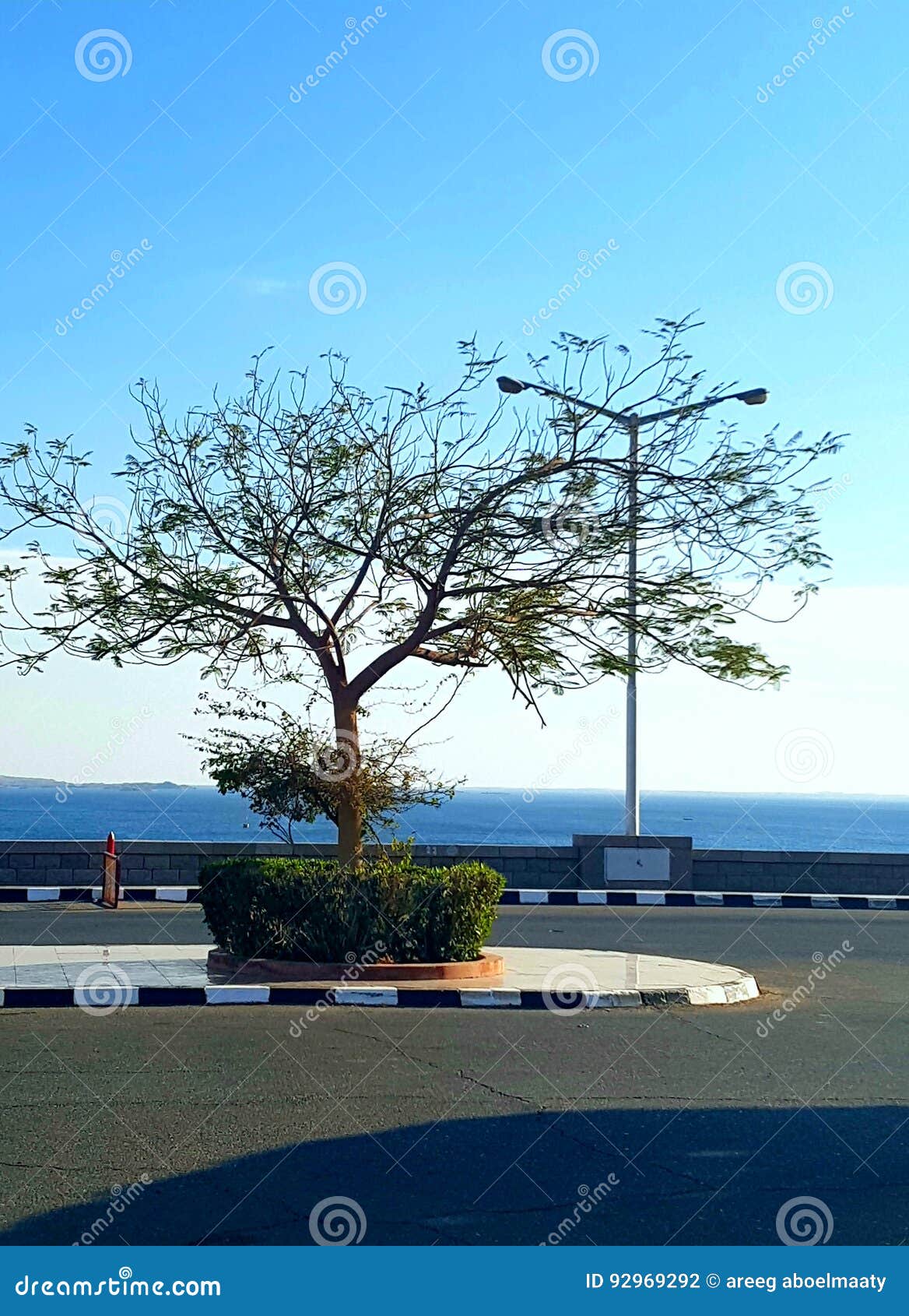 Tree stock photo. Image of tree, good, nature, looking - 92969292